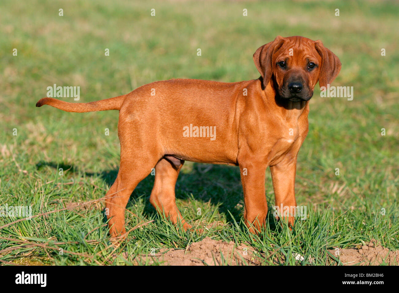 Rhodesian Ridgeback Welpe / Puppy Stock Photo - Alamy
