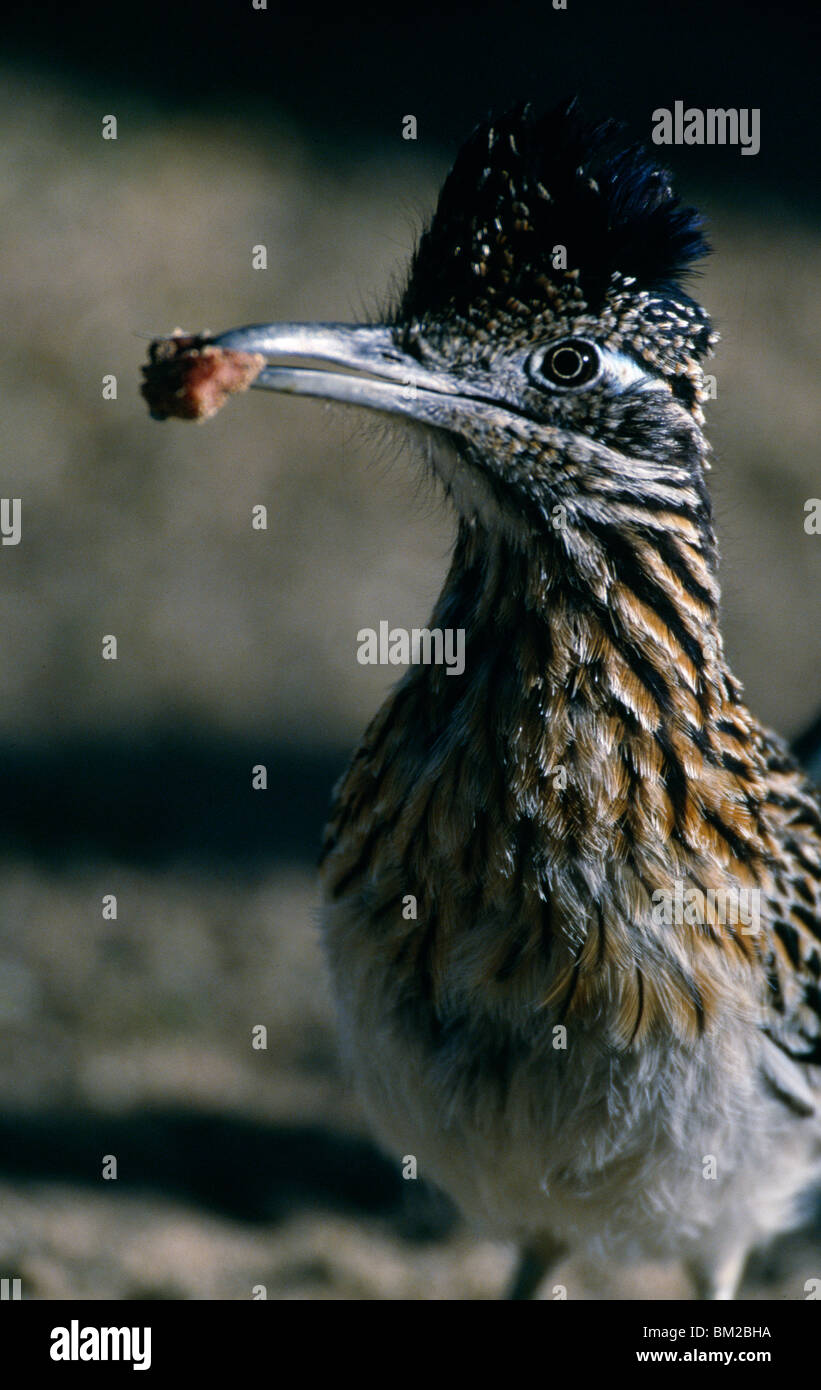 Roadrunner eating hi-res stock photography and images - Alamy