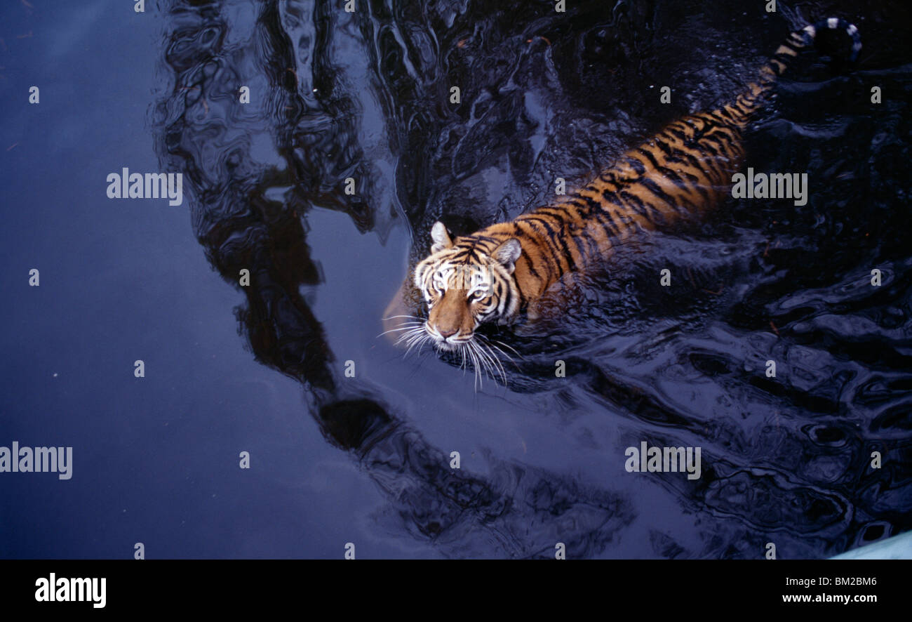 Cat high angle view hi-res stock photography and images - Alamy