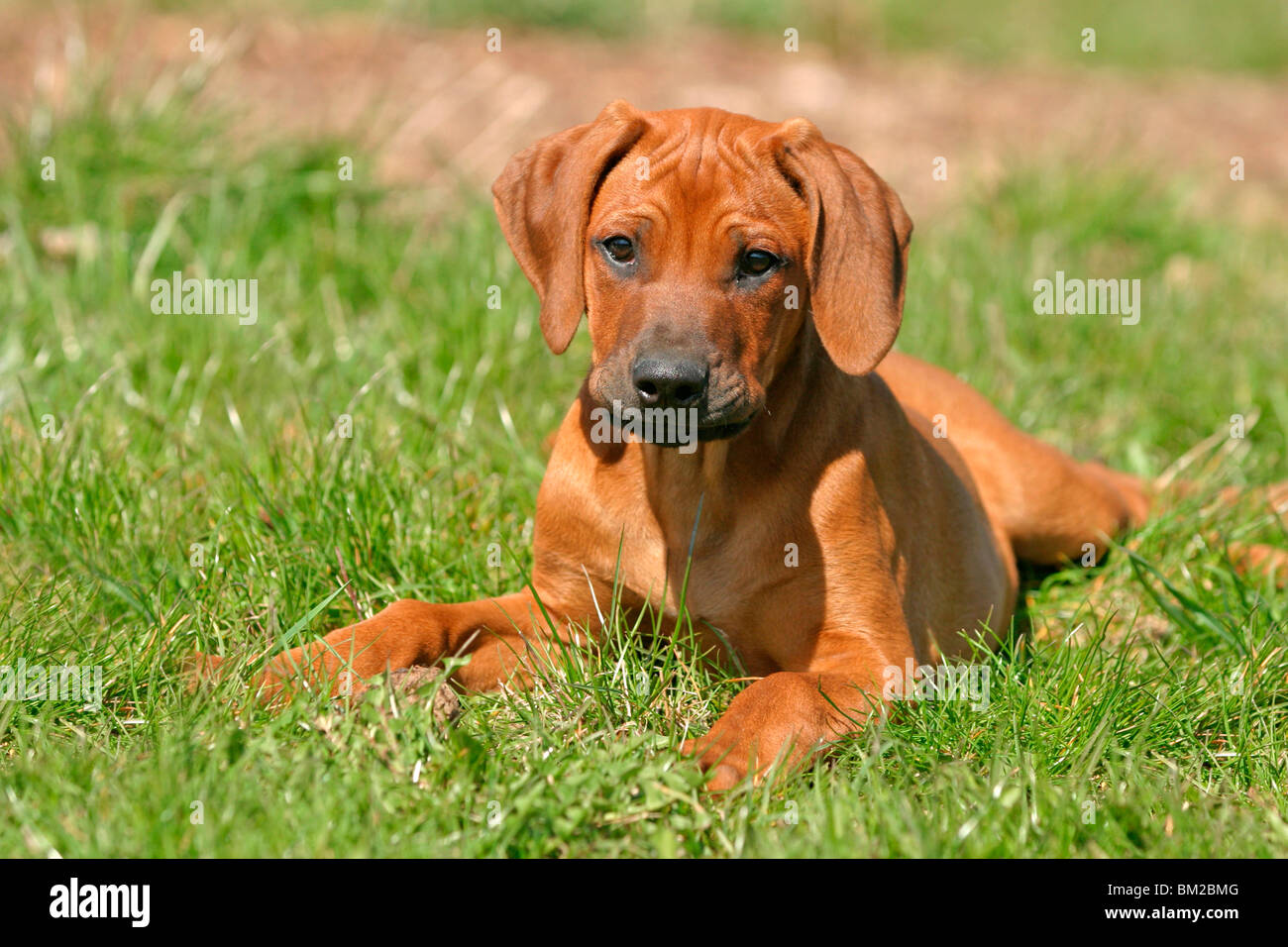 Rhodesian ridgeback male puppy hi-res stock photography and images - Alamy
