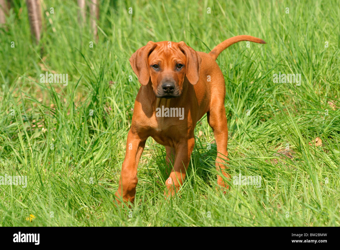 Rhodesian Ridgeback Welpe / Puppy Stock Photo - Alamy