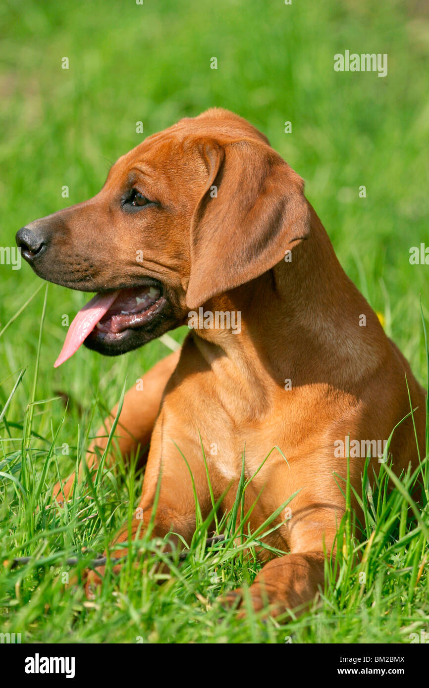 Rhodesian Ridgeback Welpe / Puppy Stock Photo - Alamy