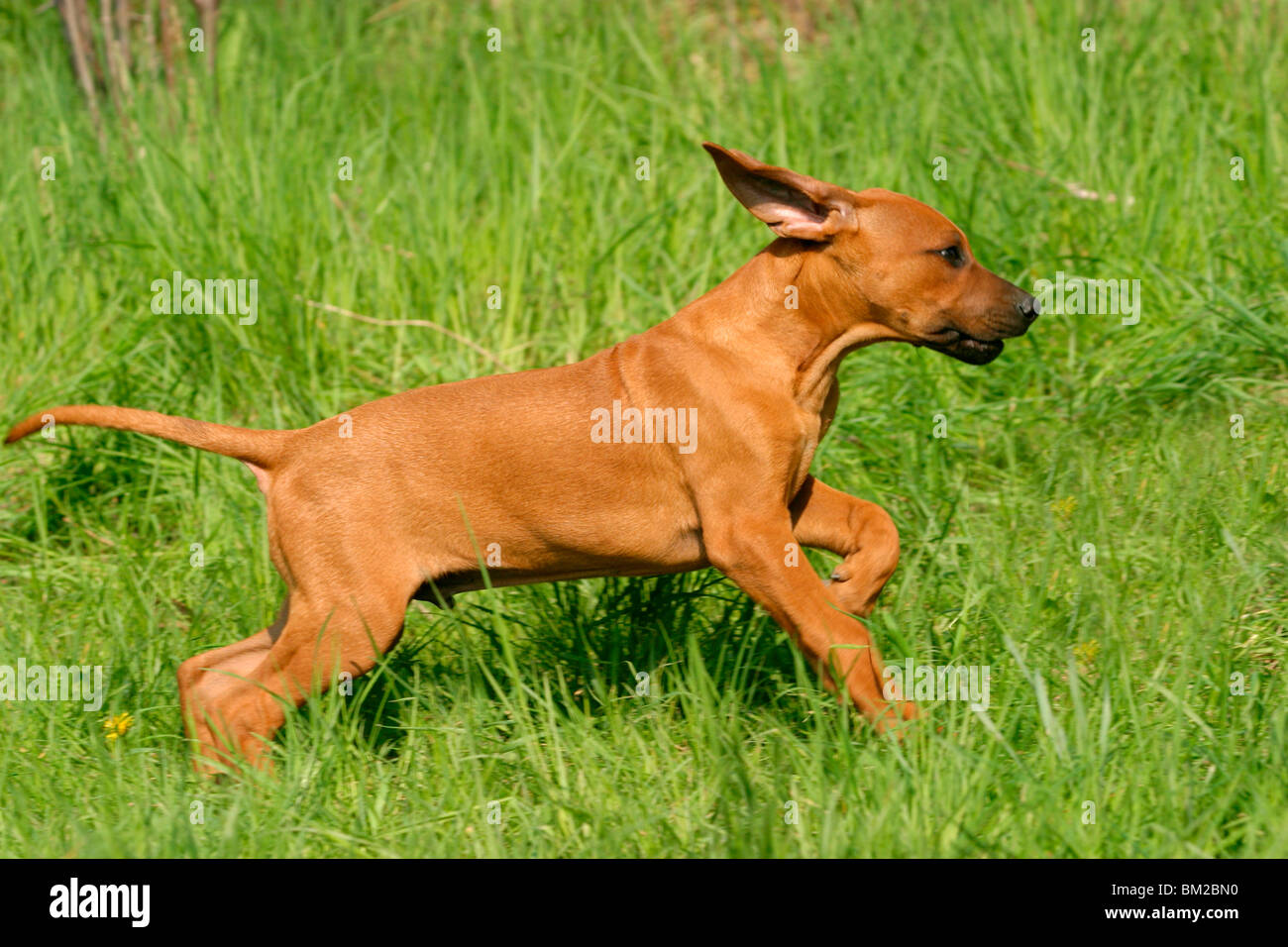 Rhodesian Ridgeback Welpe / Puppy Stock Photo - Alamy