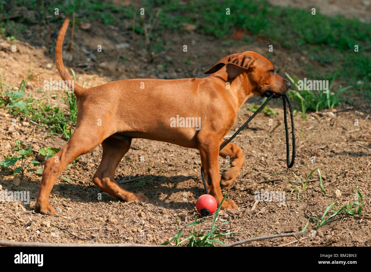 Puppys play ball hi-res stock photography and images - Alamy