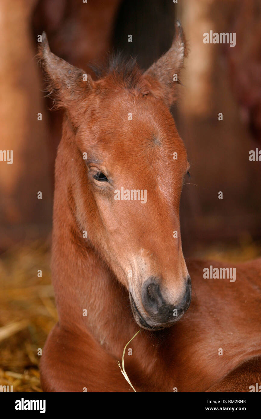 Braunes fohlen hi-res stock photography and images - Alamy