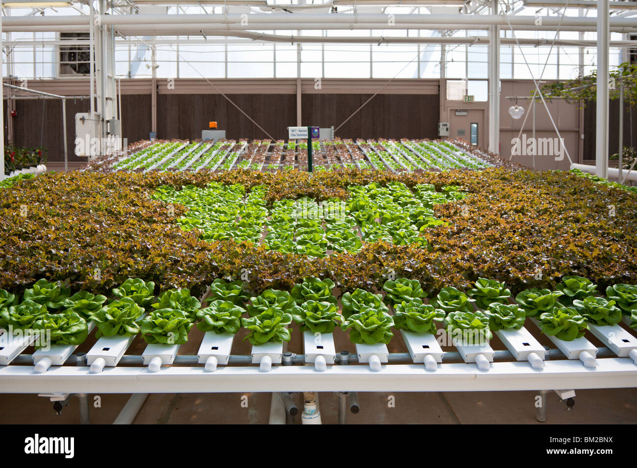Kissimmee, FL - Jan 2009 - Mickey Mouse shapes in plants at hydroponic ...