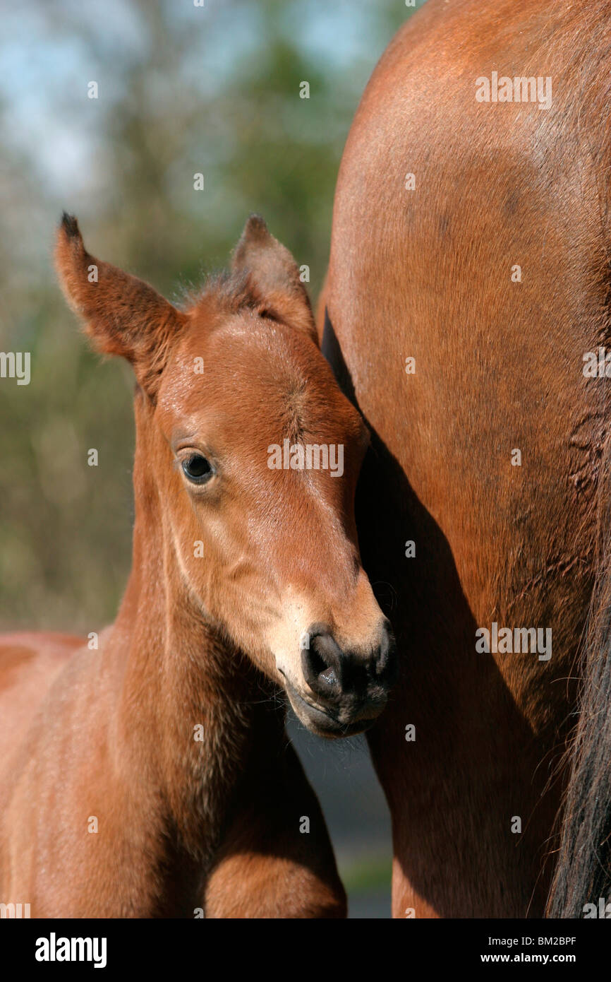 Braunes fohlen hi-res stock photography and images - Alamy