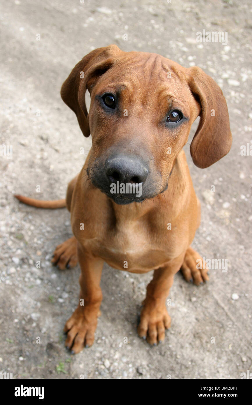 Rhodesian Ridgeback Welpe / Puppy Stock Photo - Alamy