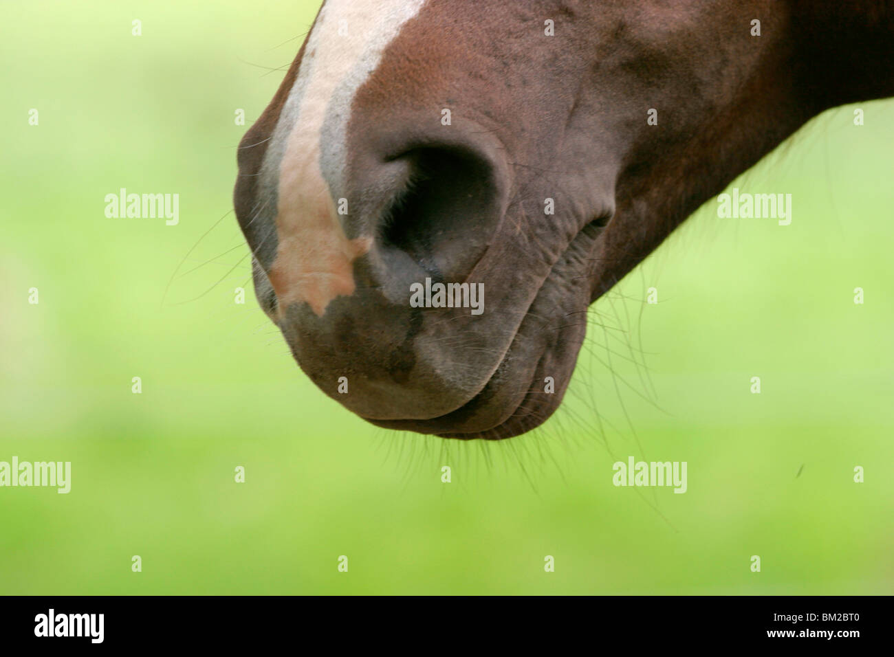 Pferdemaul hi-res stock photography and images - Alamy