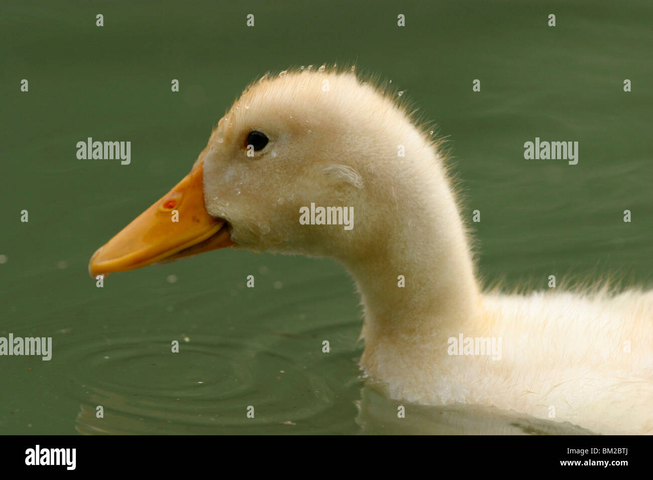 weiße Ente / white duck Stock Photo - Alamy