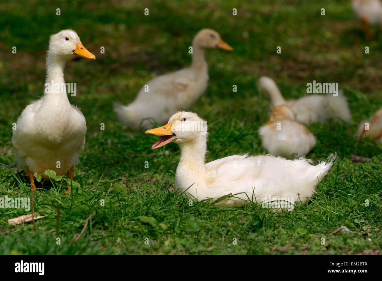 Weisse enten hi-res stock photography and images - Alamy