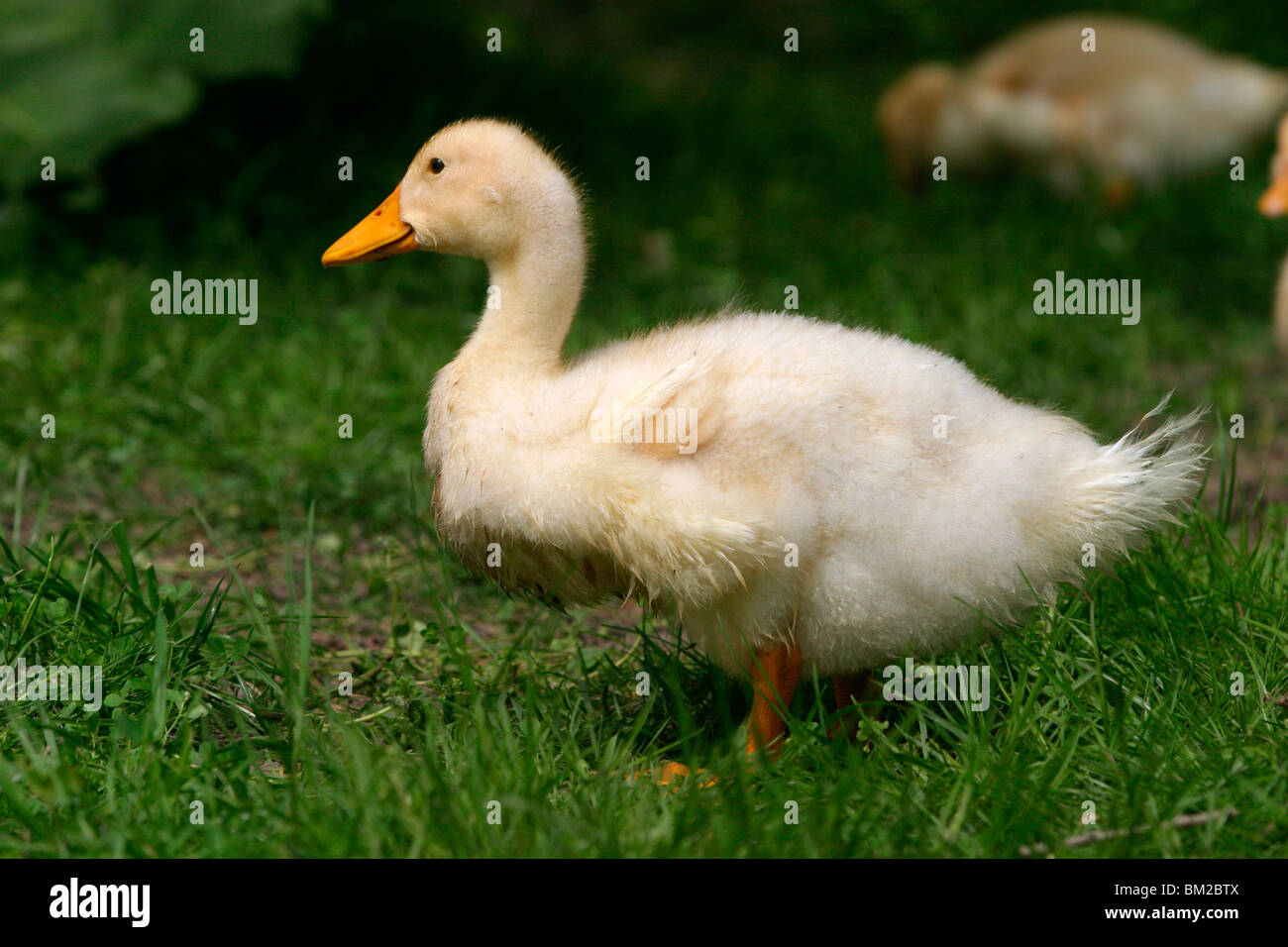 weiße Ente / white duck Stock Photo - Alamy