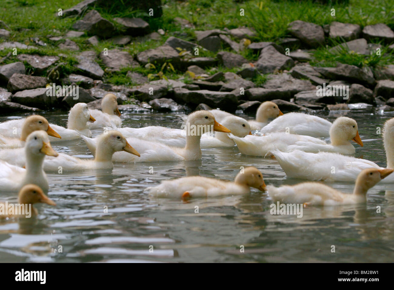 Weisse enten hi-res stock photography and images - Alamy