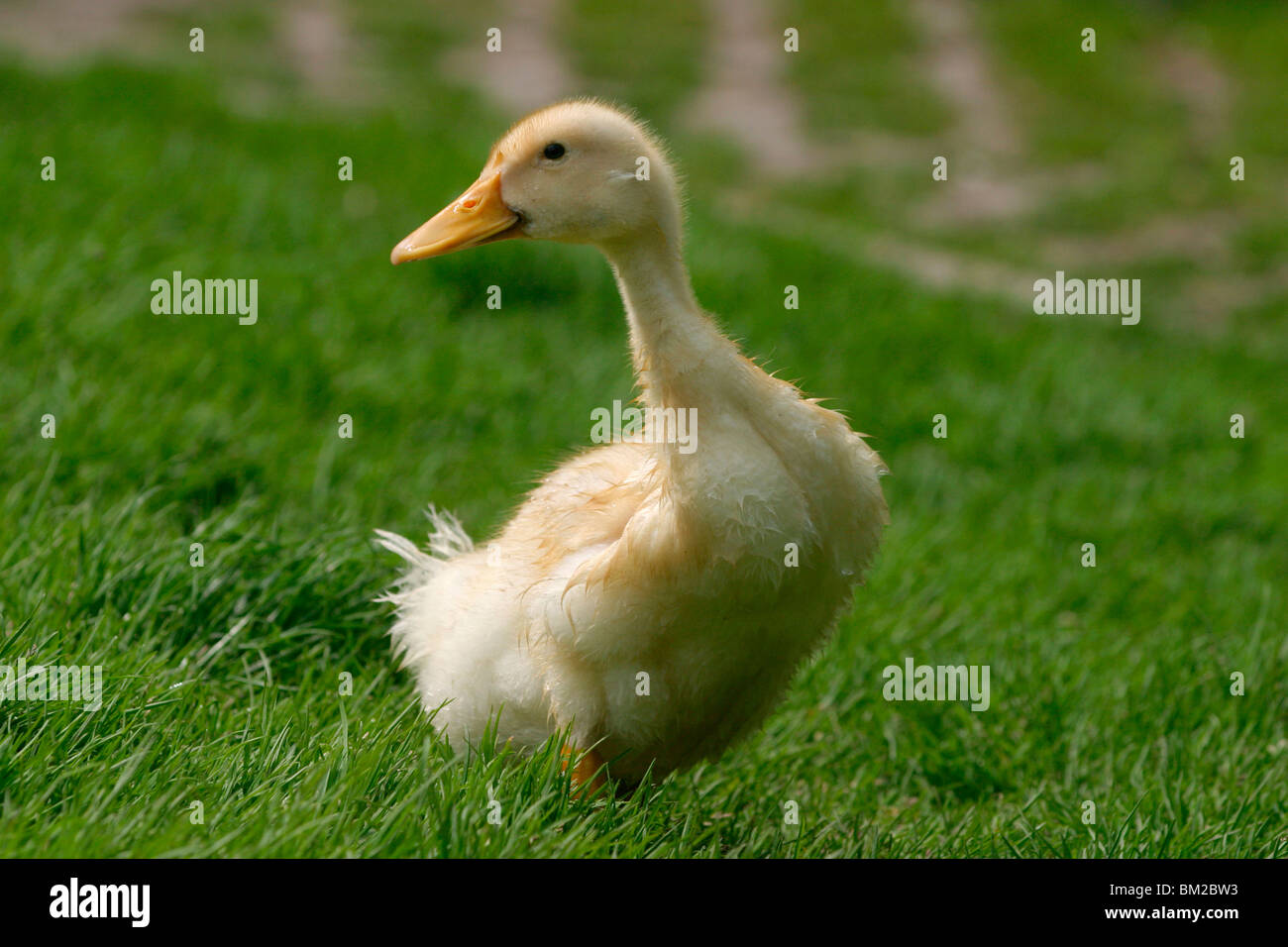 Vogel gras ente hi-res stock photography and images - Alamy