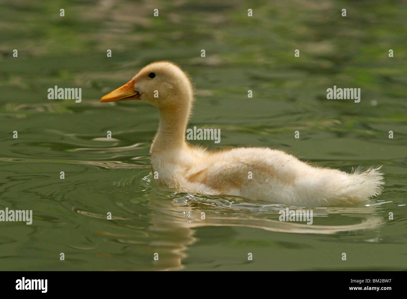weiße Ente / white duck Stock Photo - Alamy