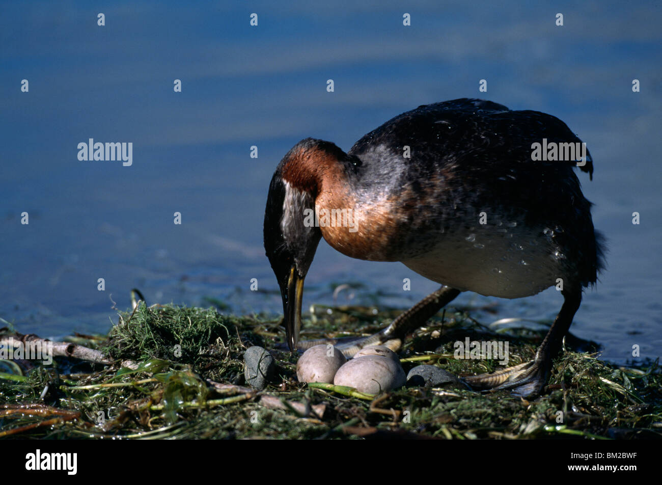 Red-Necked grebe (Podiceps grisegena) on its nest, Cheney Lake ...