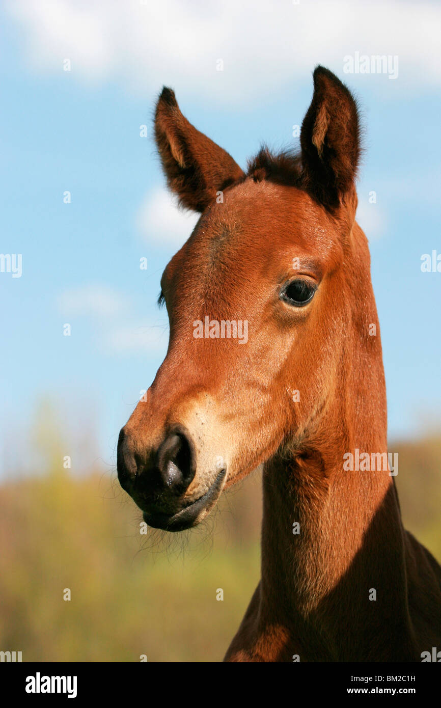 Fohlen Portrait / foal head Stock Photo - Alamy