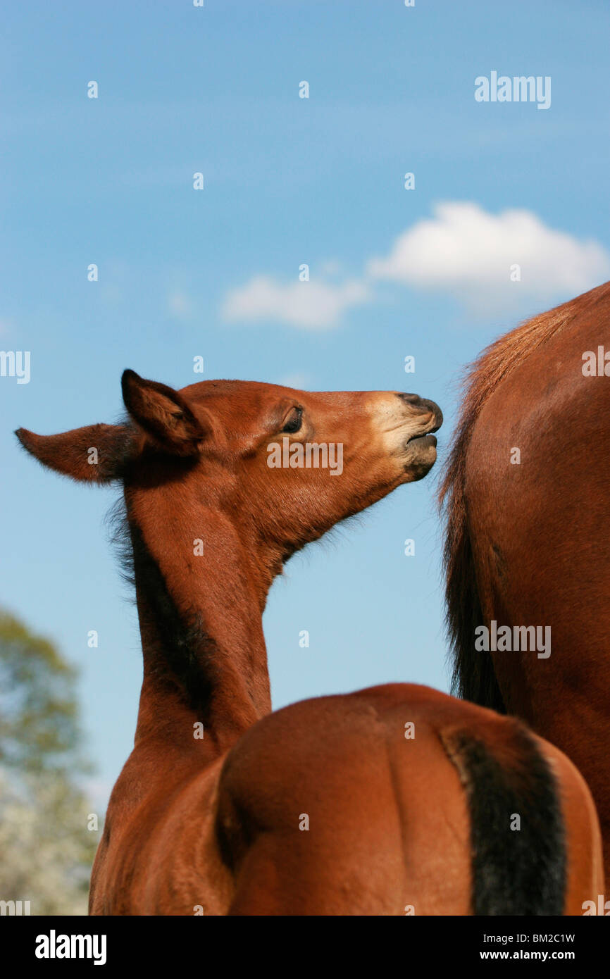 Fohlen Portrait / foal head Stock Photo - Alamy