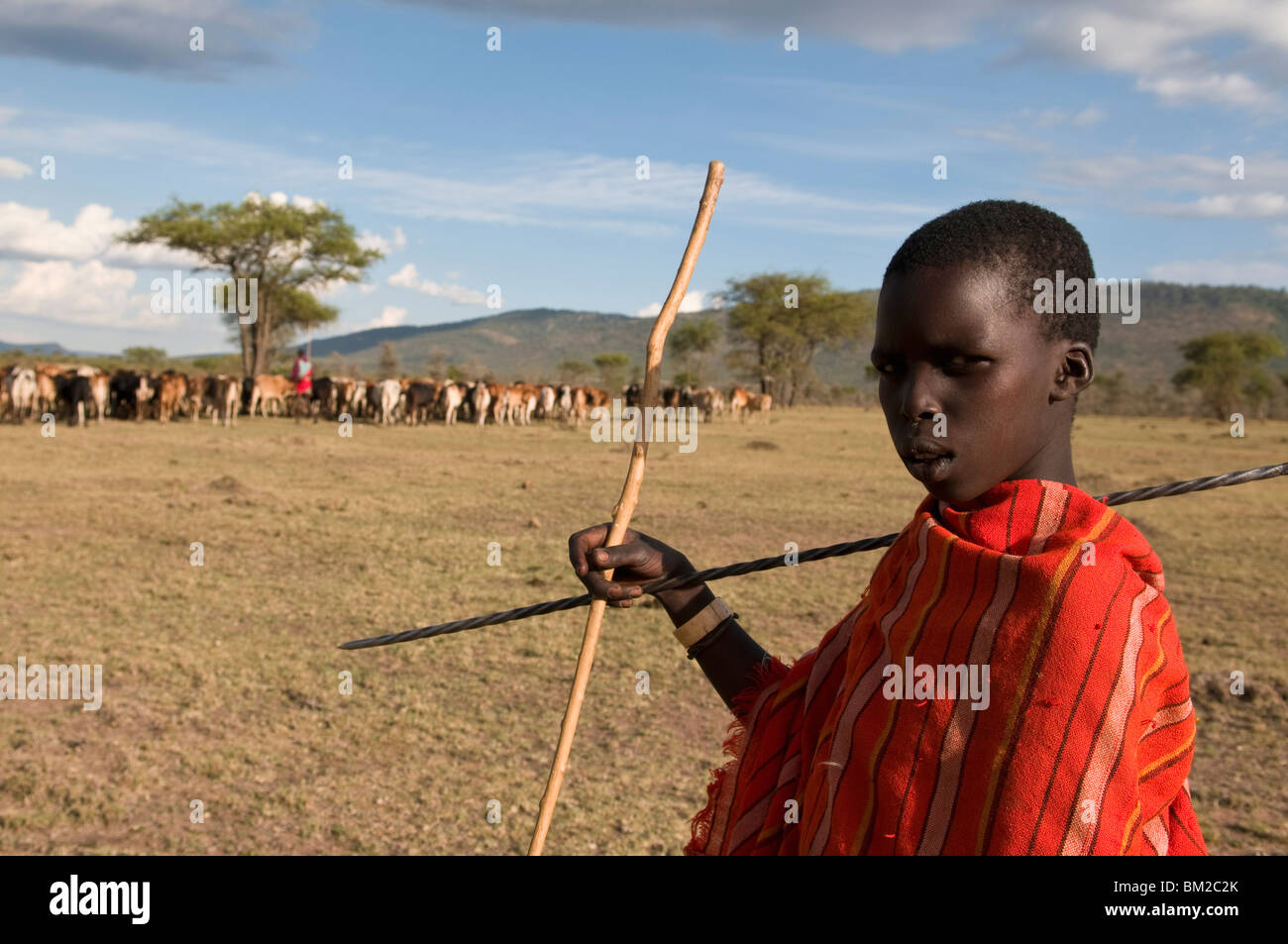 Masai boy with cattle, Masai Mara, Kenya, East Africa Stock Photo - Alamy