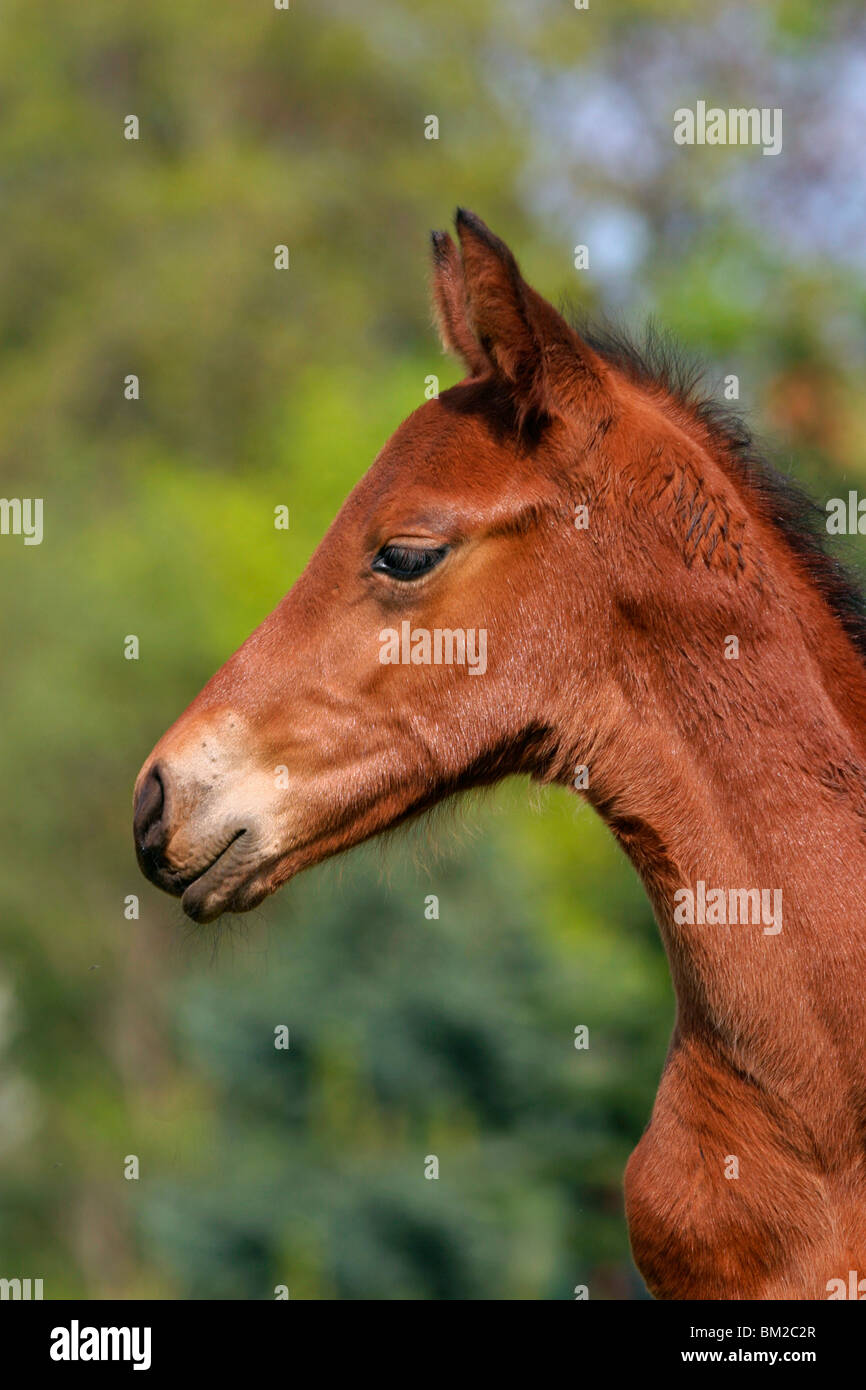 Fohlen Portrait / foal head Stock Photo - Alamy