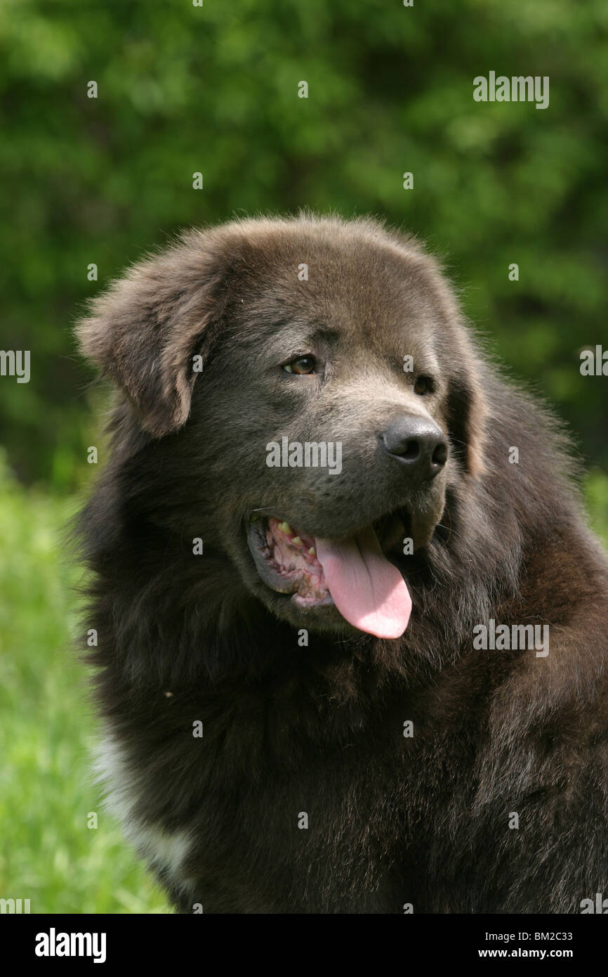 Do Khyi / Tibetan Mastiff Portrait Stock Photo - Alamy