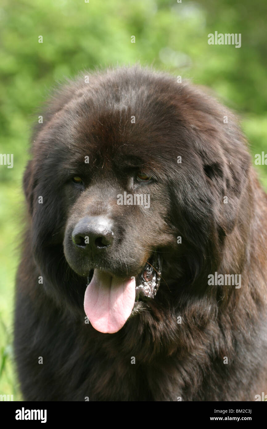Do Khyi / Tibetan Mastiff Portrait Stock Photo - Alamy