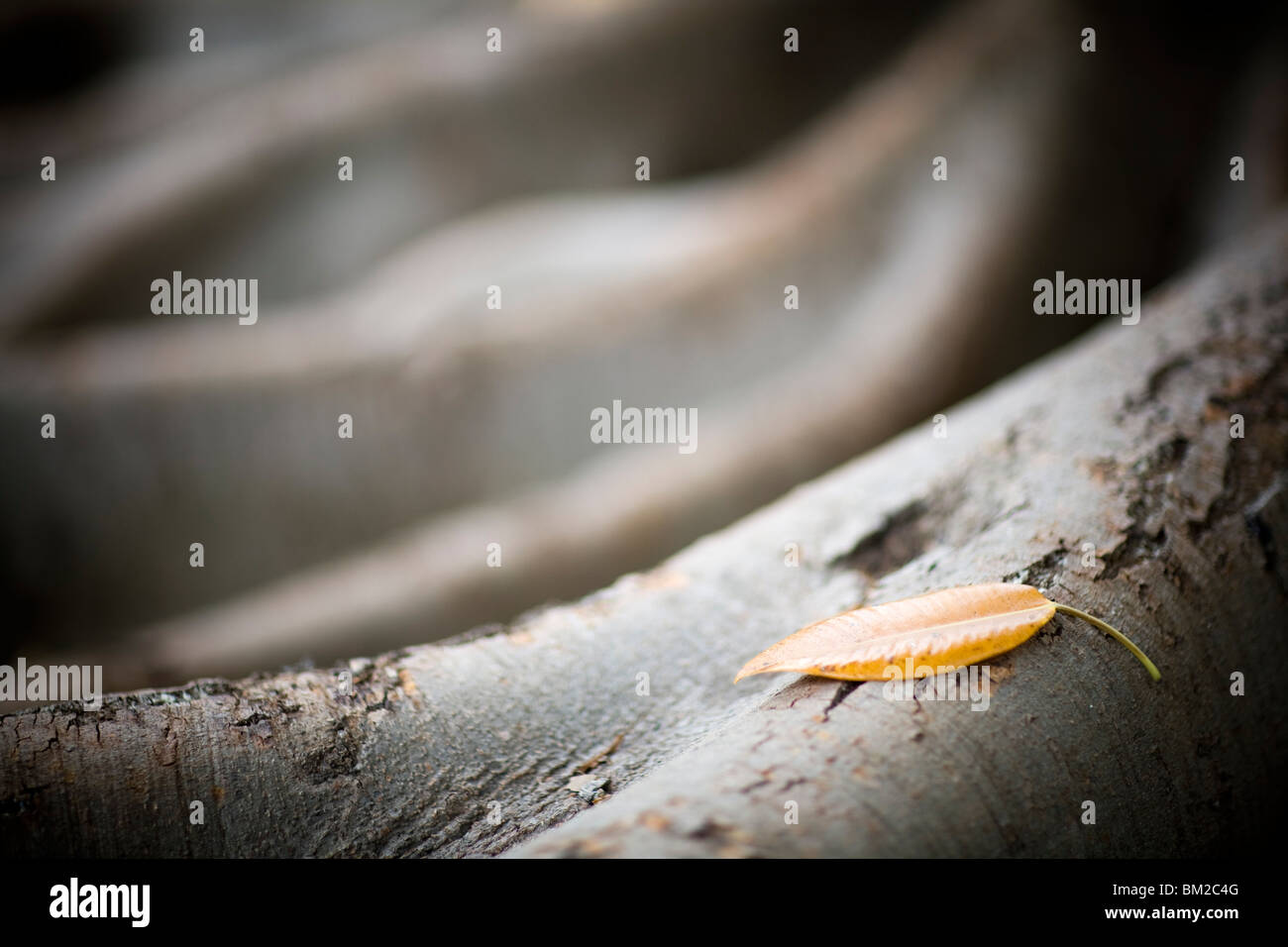 Dead fig tree hi-res stock photography and images - Alamy