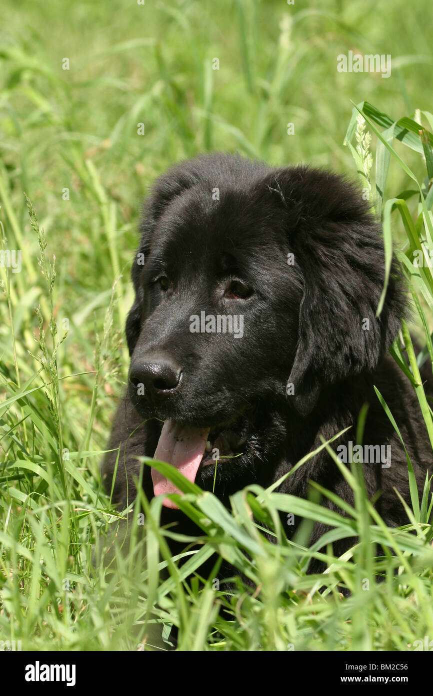 Do Khyi Welpe / Tibetan Mastiff Puppy Stock Photo - Alamy