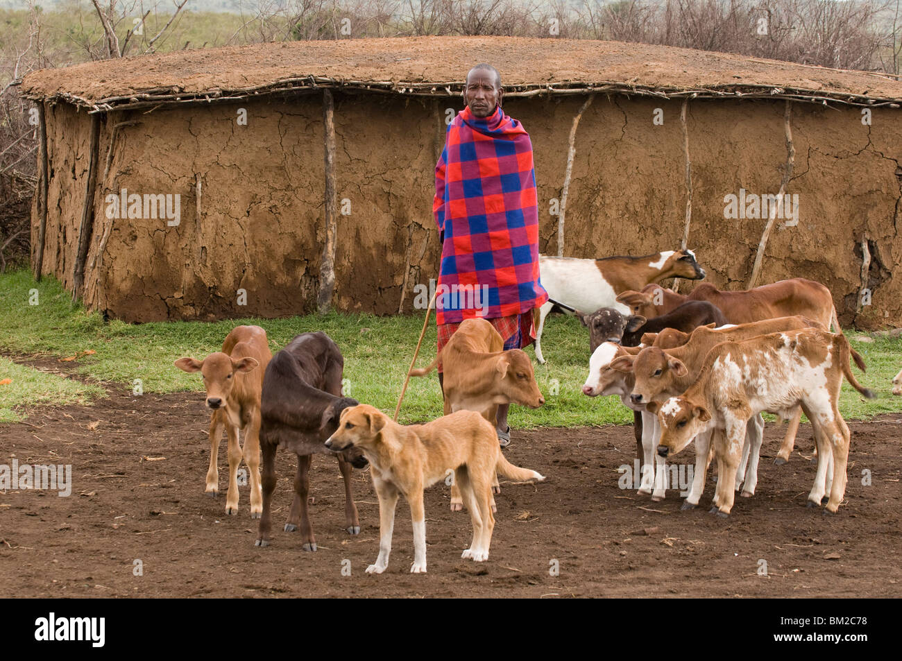 Masai with his cattle, Masai Mara, Kenya, East Africa Stock Photo - Alamy