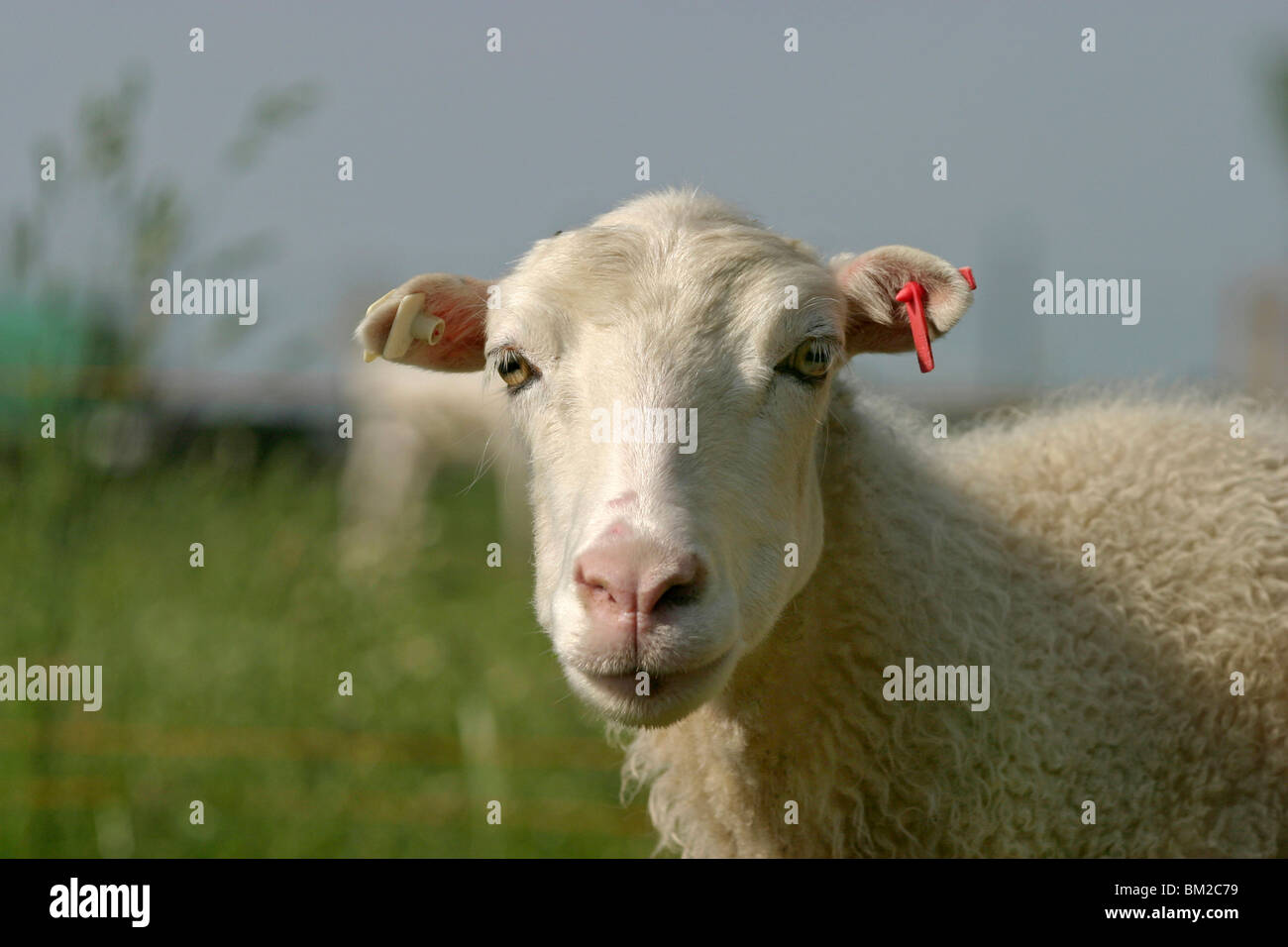 Schaf / Sheep Portrait Stock Photo - Alamy