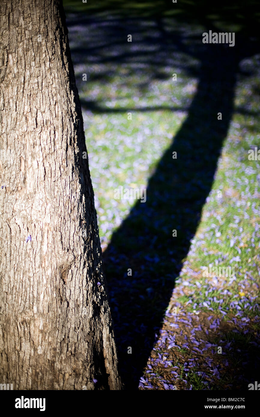 Jacaranda tree trunk and shadow hi-res stock photography and images - Alamy