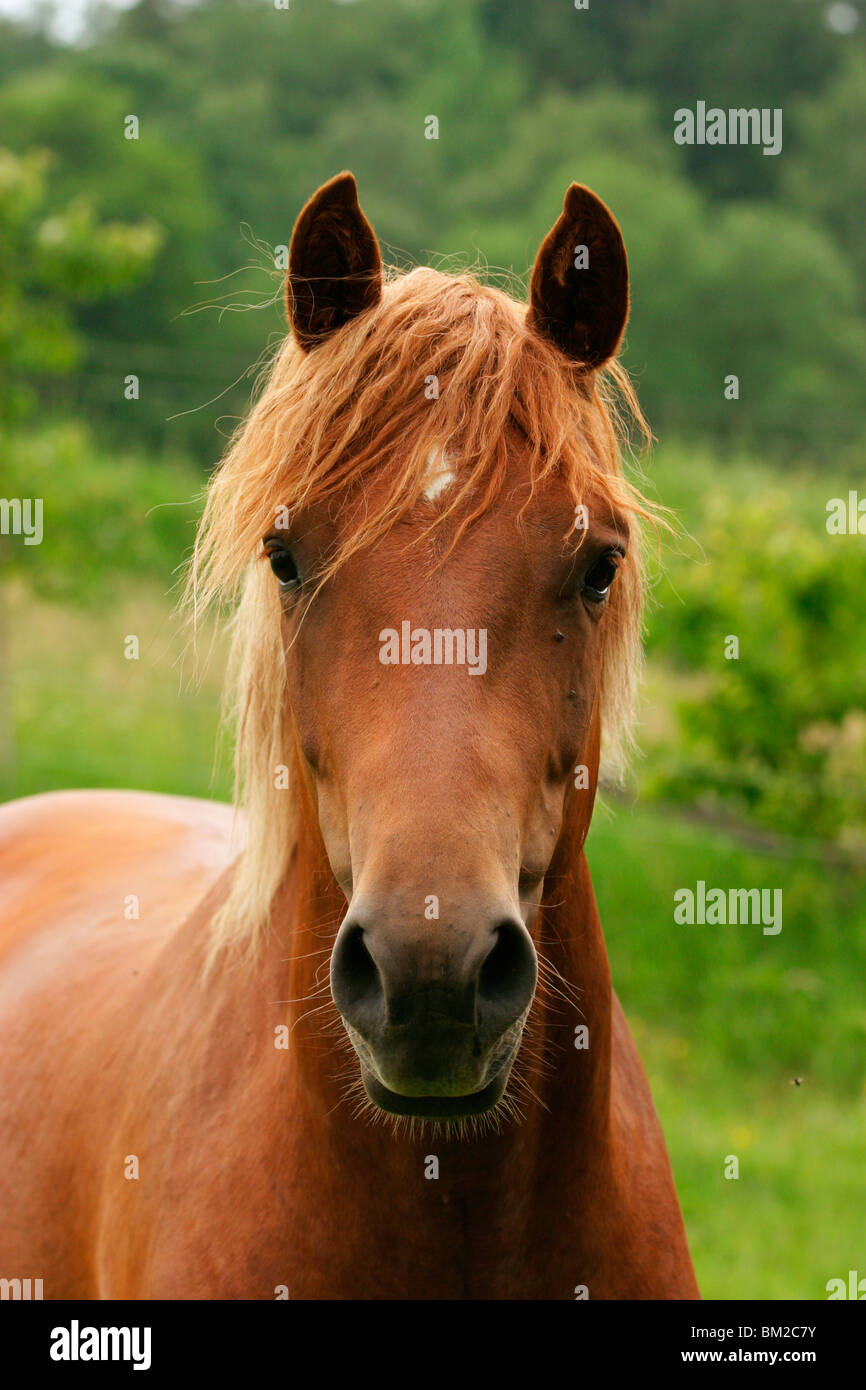 Morgan Horse Portrait Stock Photo - Alamy