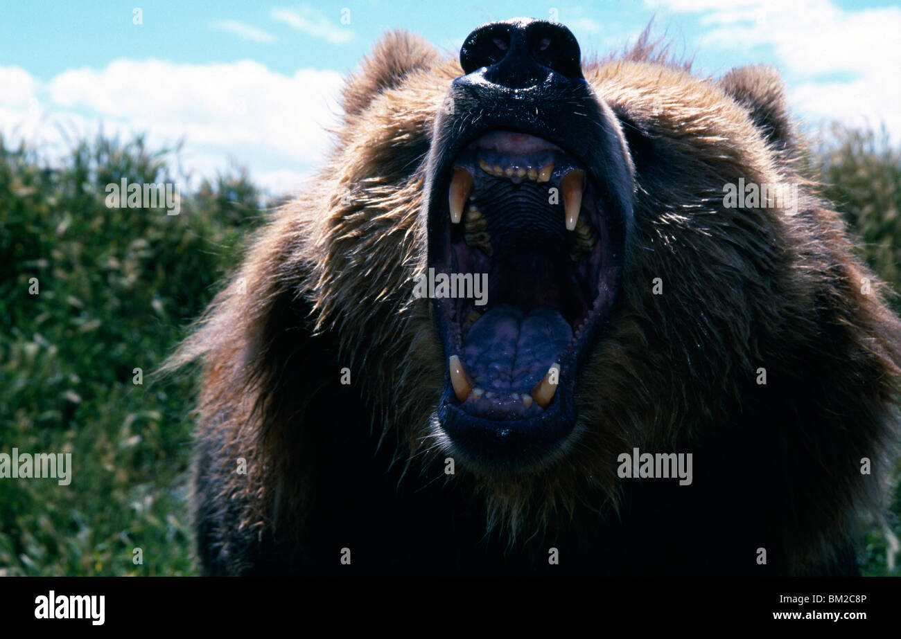 Angry Brown Bear (Ursus arctos Stock Photo - Alamy