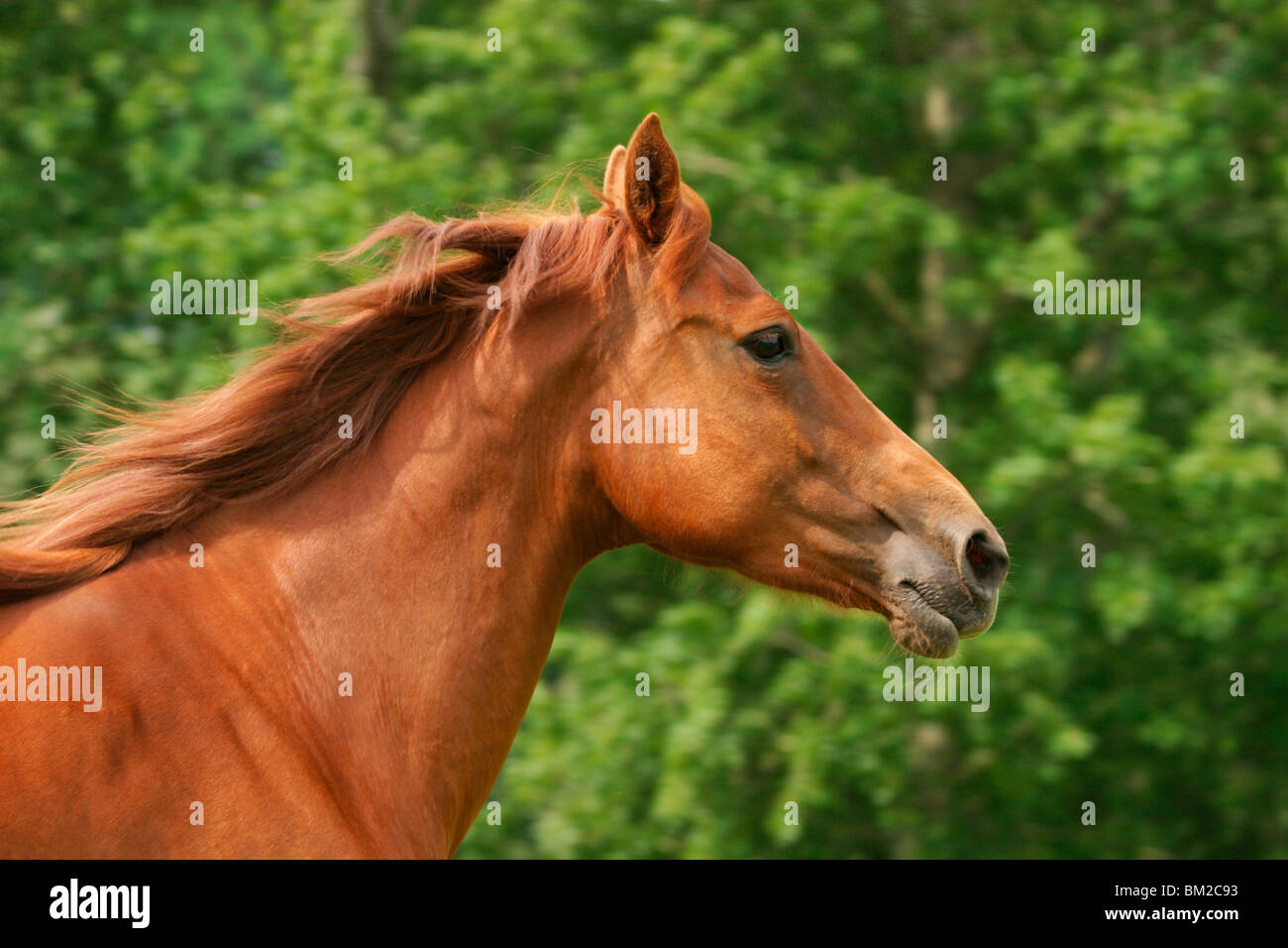 Morgan Horse Portrait Stock Photo - Alamy