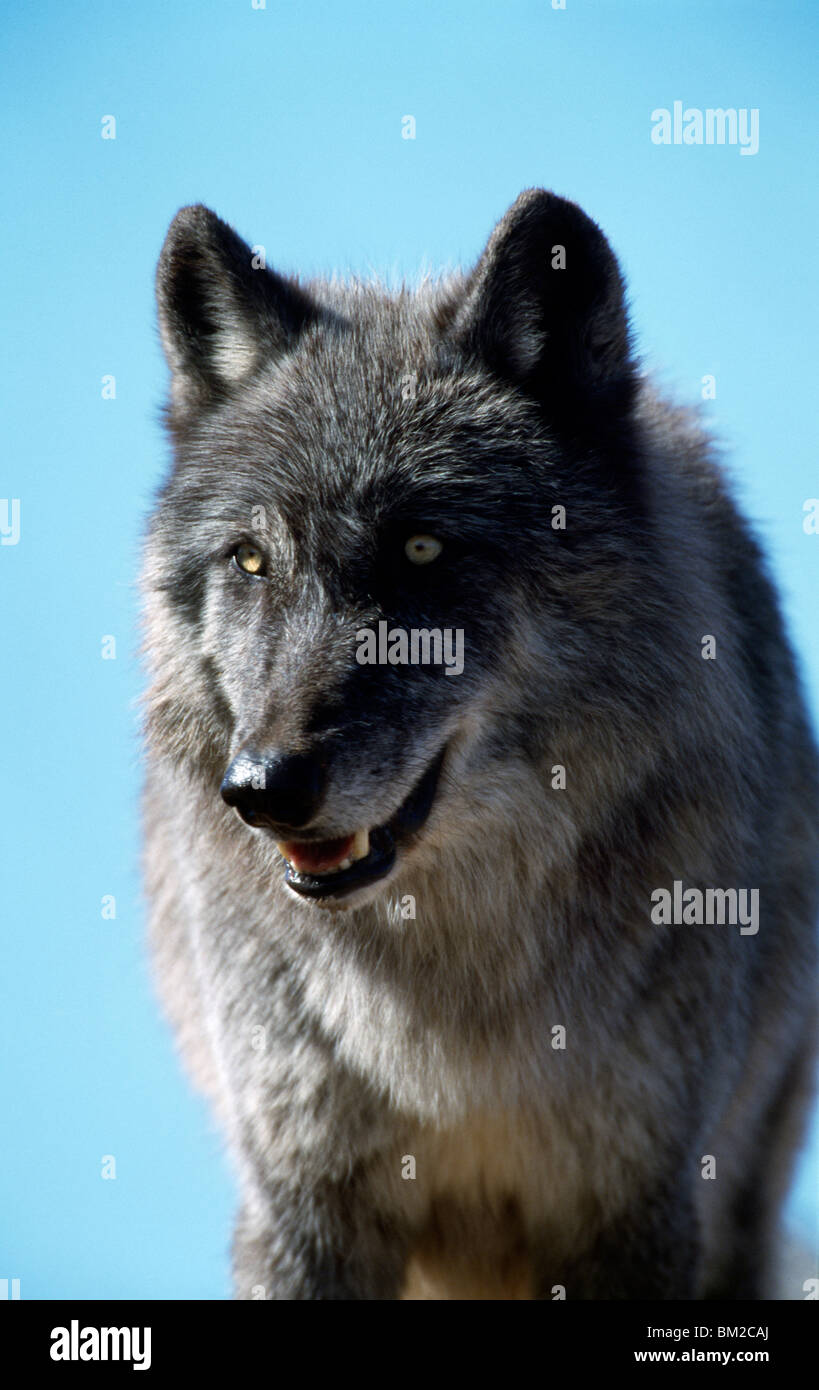 Image wolf open mouth hi-res stock photography and images - Alamy