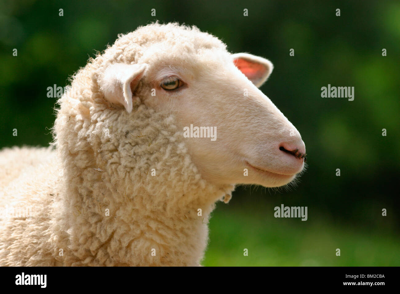 Schaf / Sheep Portrait Stock Photo - Alamy