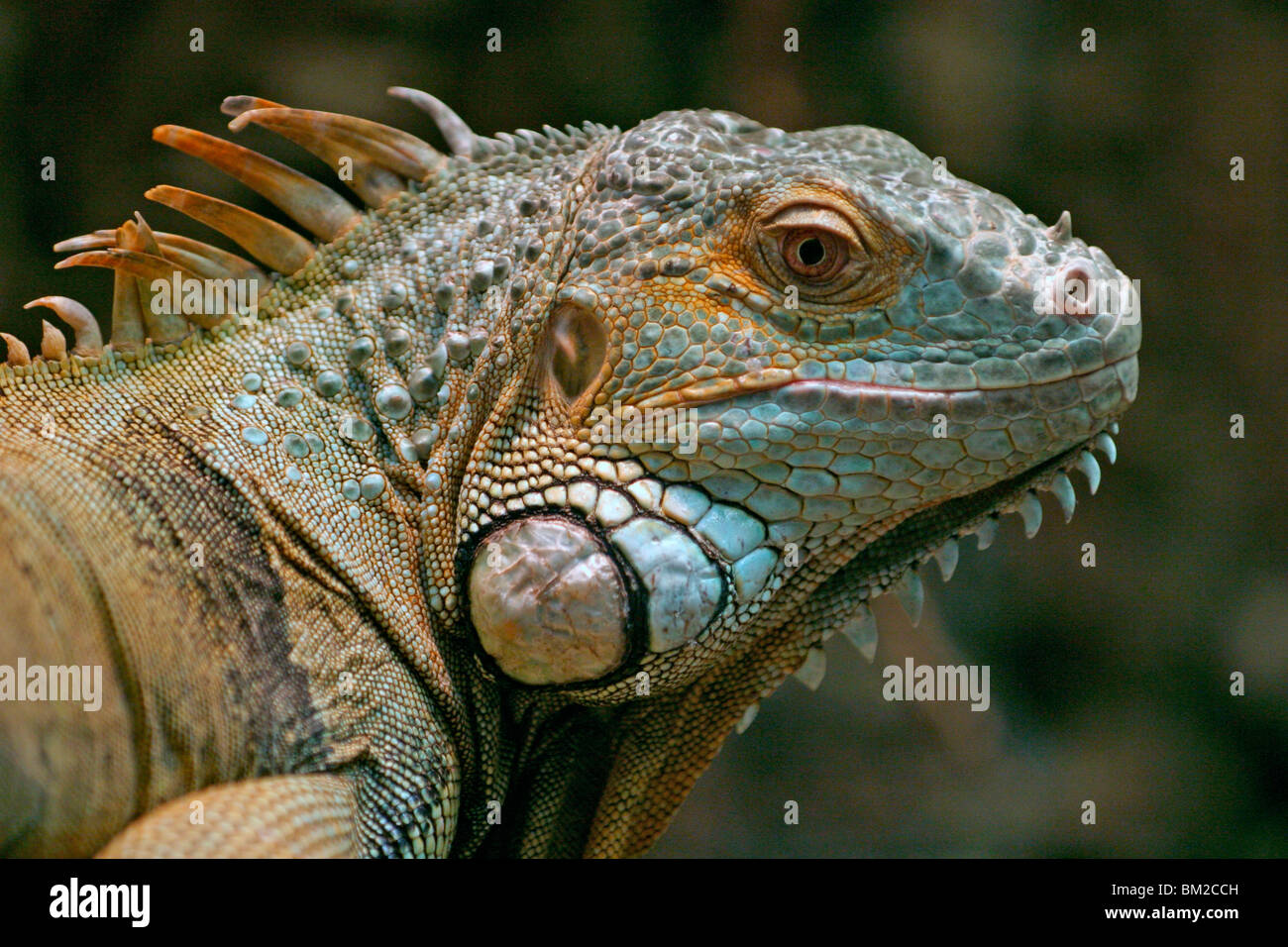 Leguane hi-res stock photography and images - Alamy