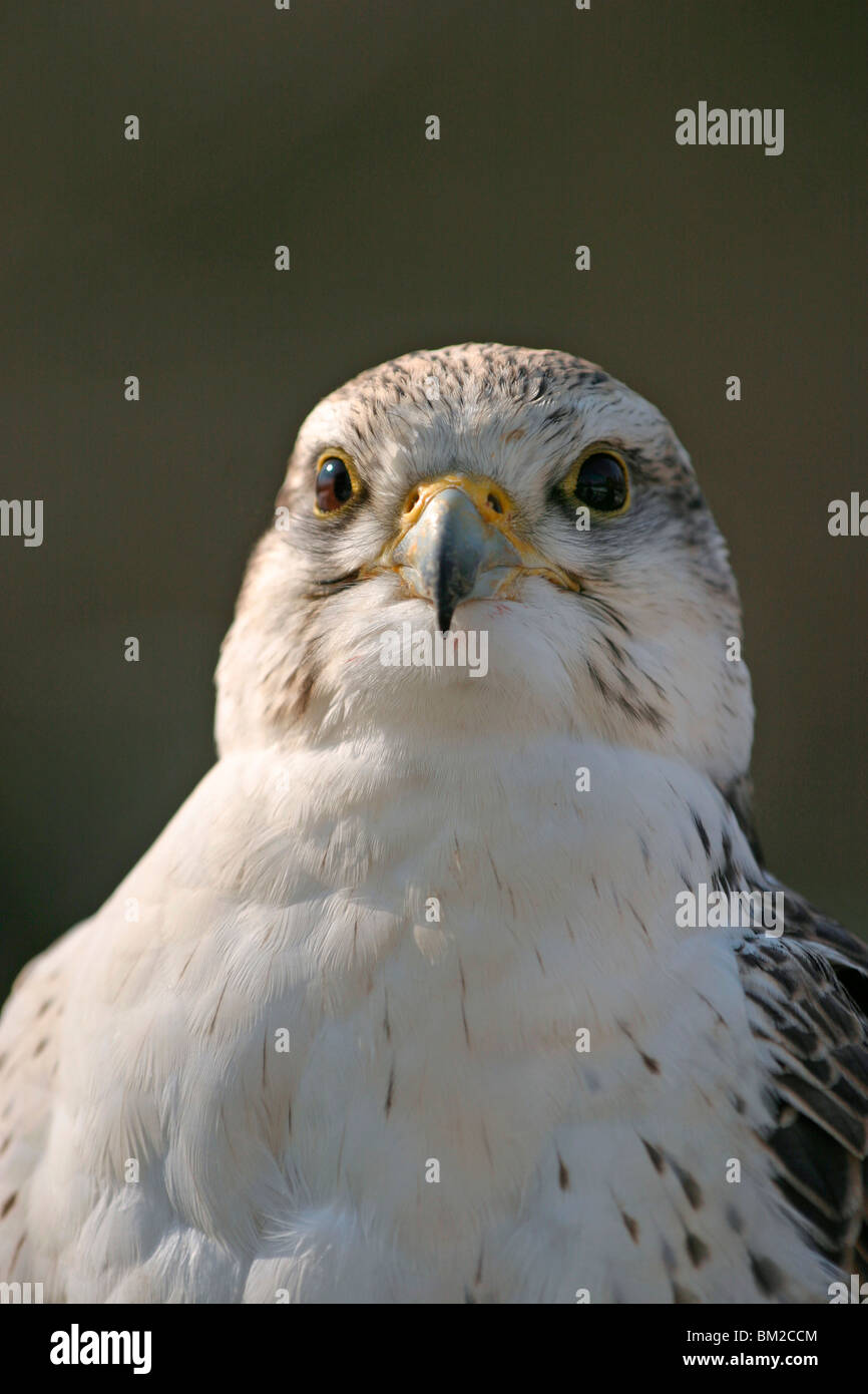 Sakerfalken hi-res stock photography and images - Alamy