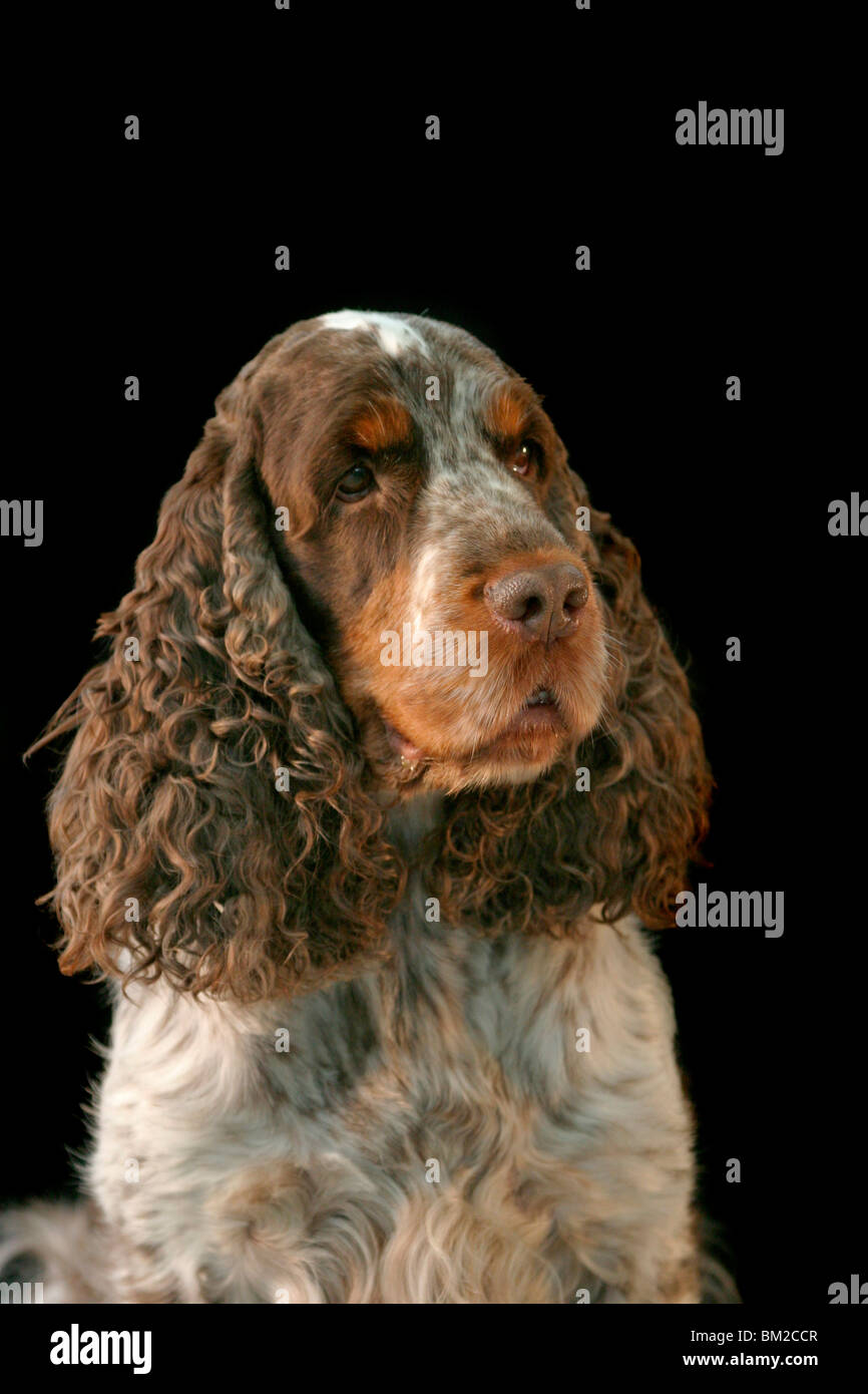 Cocker Spaniel Portrait Stock Photo - Alamy