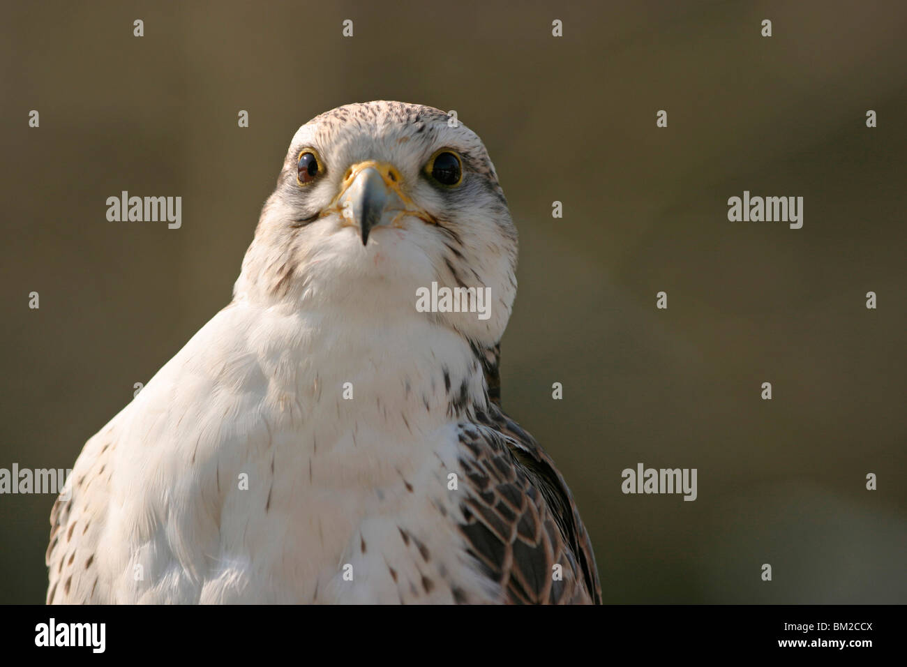 Sakerfalke / Saker falcon Stock Photo - Alamy