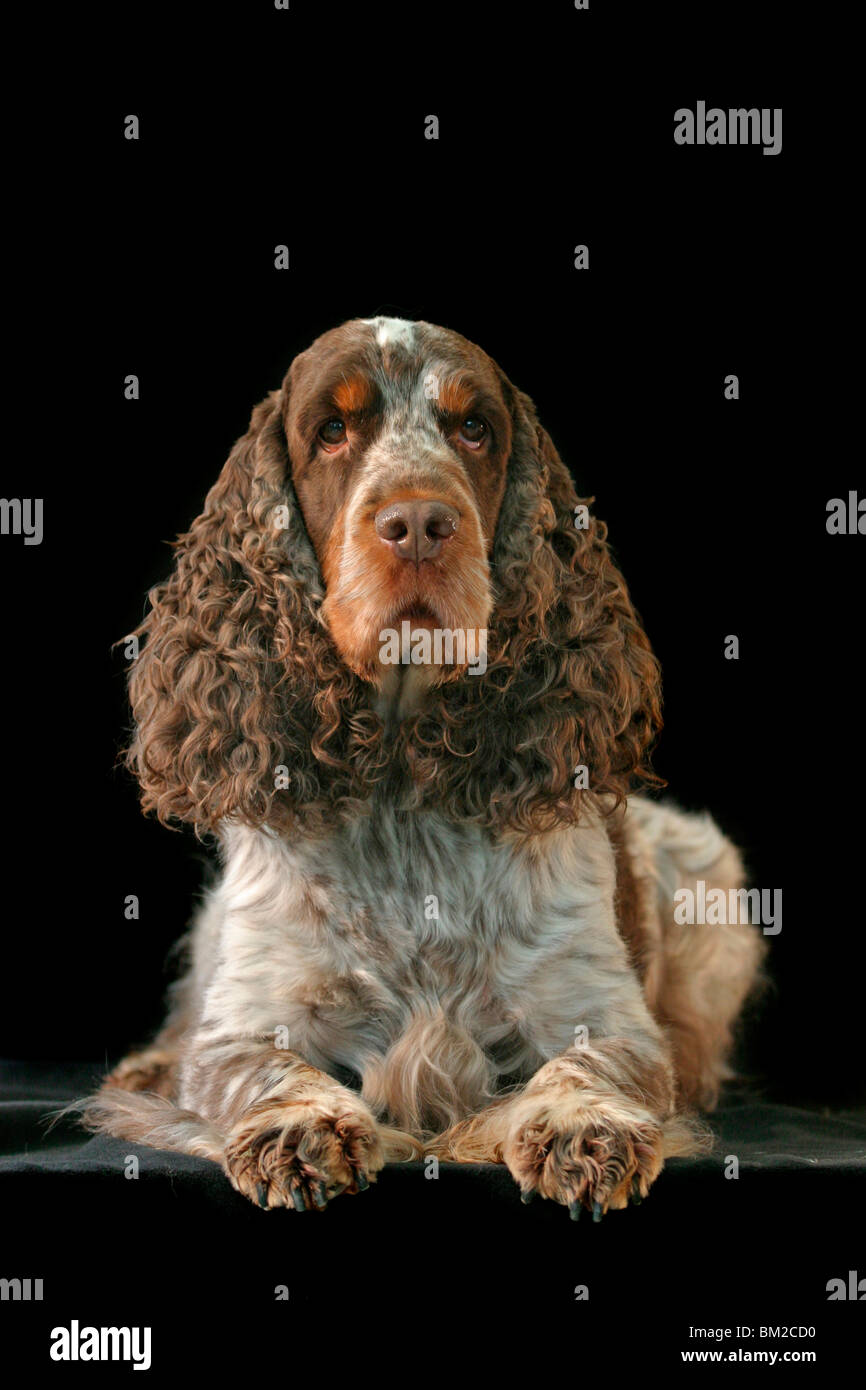 liegender / lying Cocker Spaniel Stock Photo - Alamy