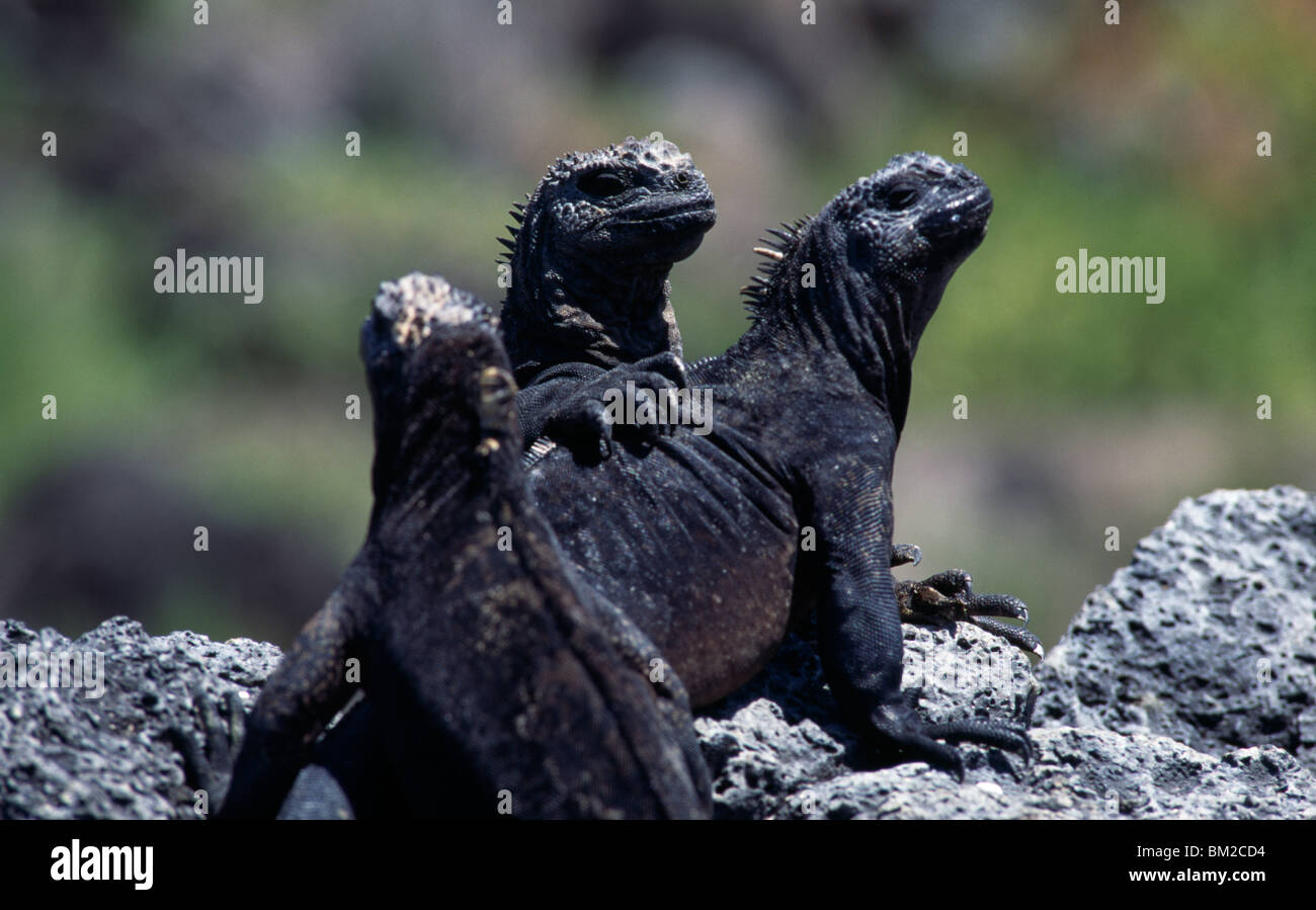 Three Marine iguanas (Amblyrhynchus cristatus) on a rock Stock Photo ...