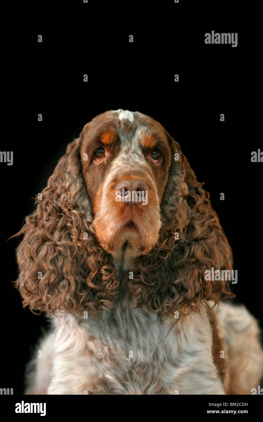 Cocker Spaniel Portrait Stock Photo - Alamy