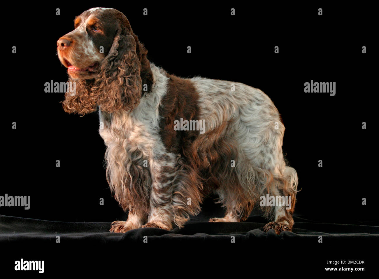stehendes / standing Cocker Spaniel Stock Photo - Alamy