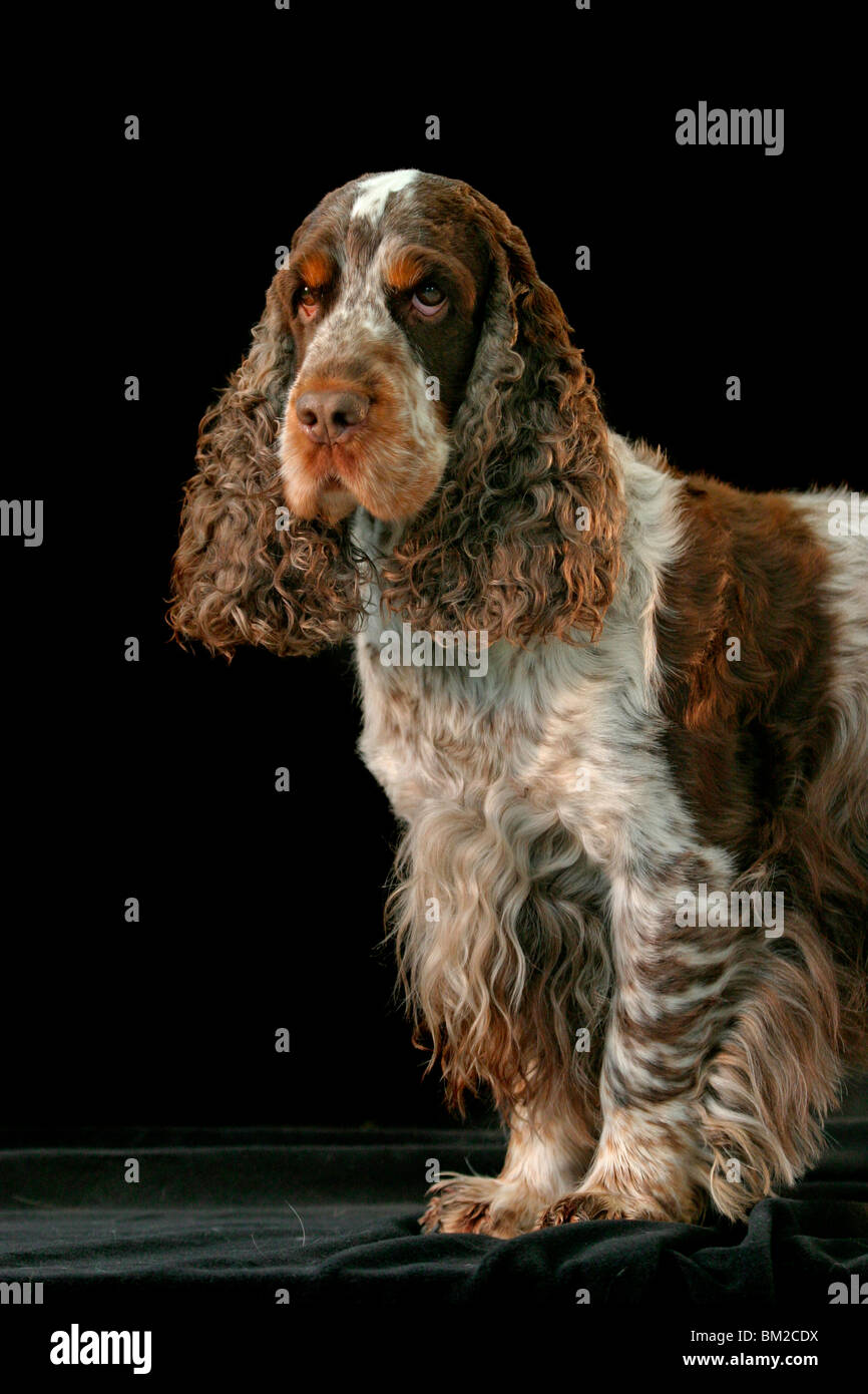 stehender / standing Cocker Spaniel Stock Photo - Alamy