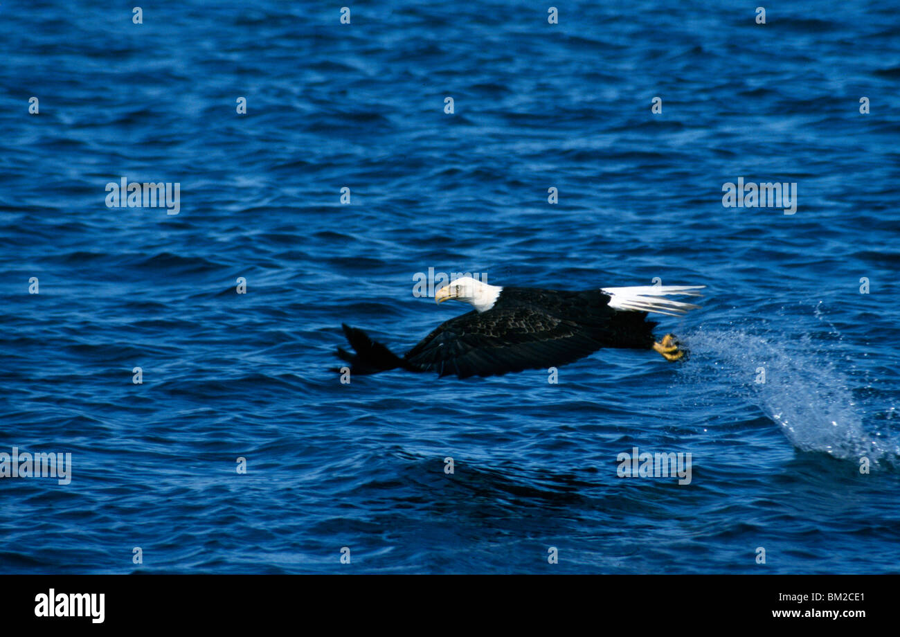Bald Eagles (Haliaeetus leucocephalus) (Haliaeetus leucocephalus Stock Photo - Alamy
