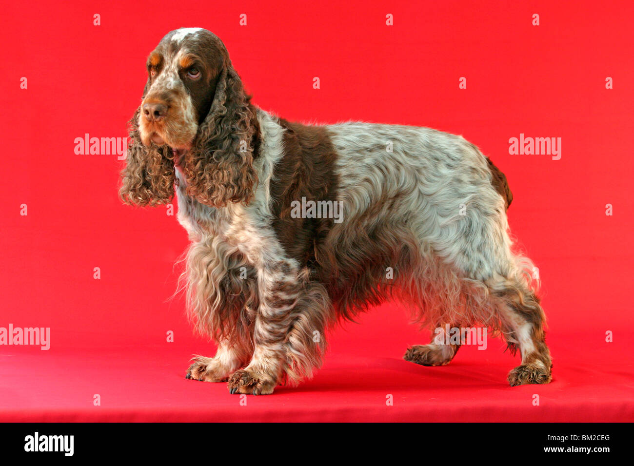 stehender / standing Cocker Spaniel Stock Photo - Alamy