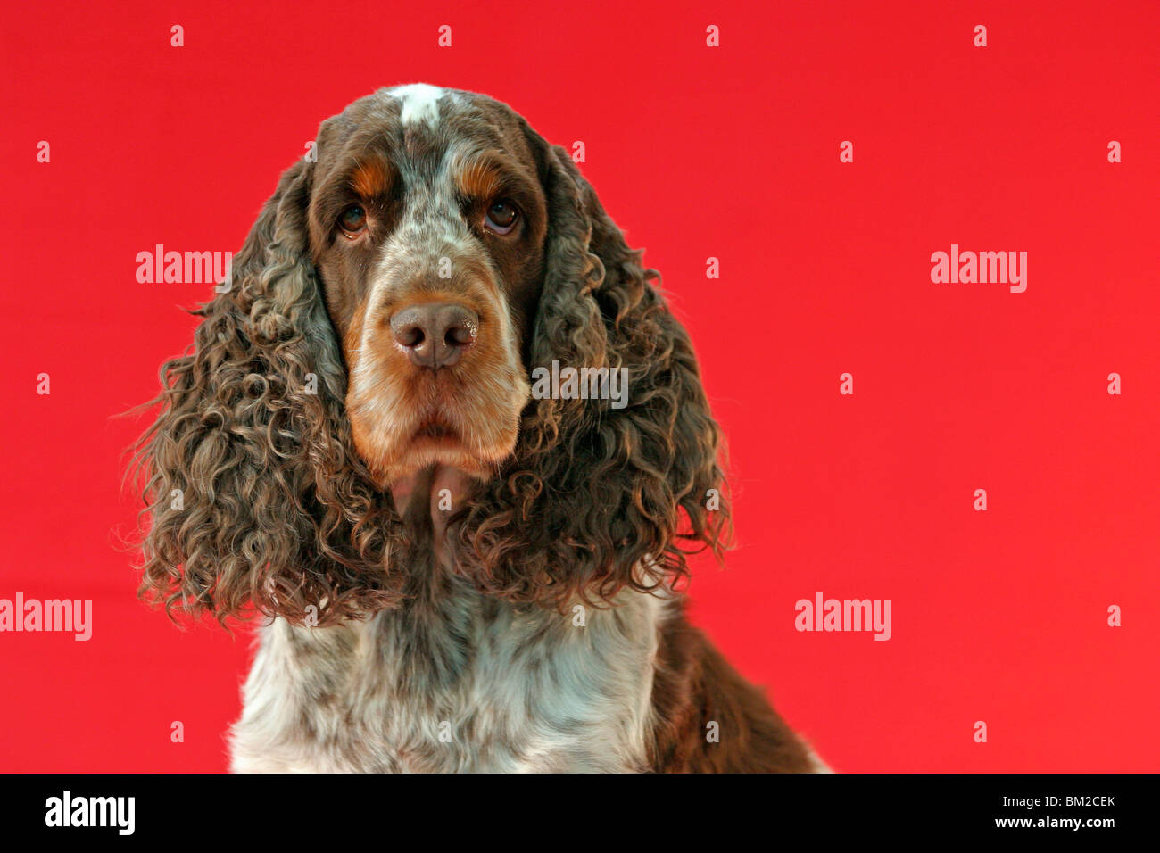 Cocker Spaniel Portrait Stock Photo - Alamy