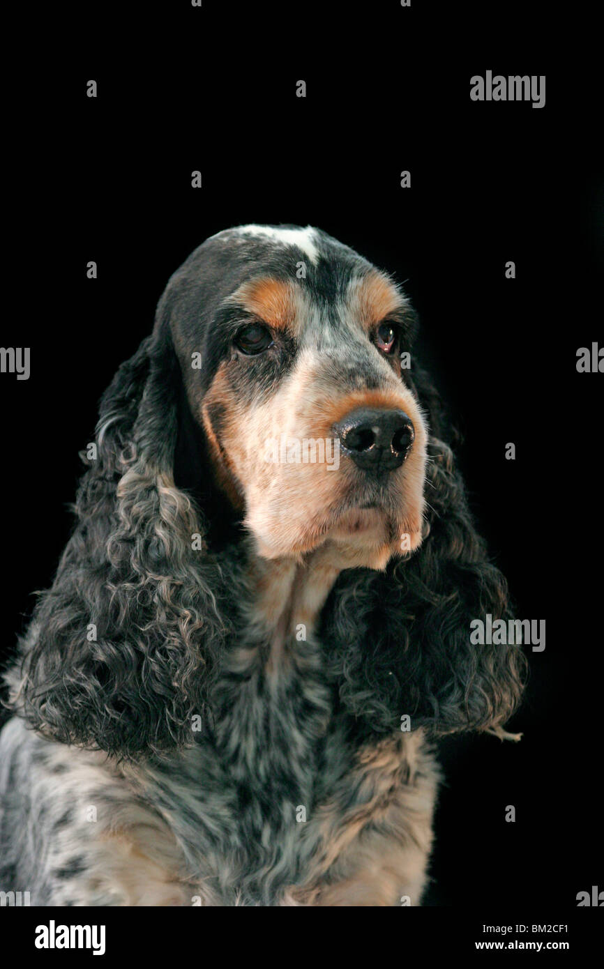 Cocker Spaniel Portrait Stock Photo - Alamy
