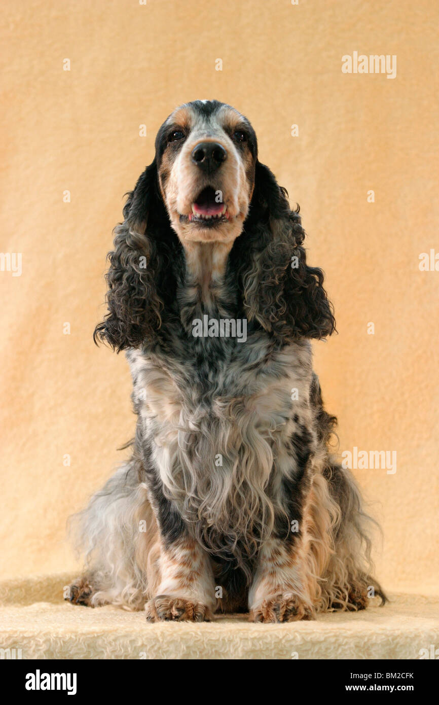 sitzender / sitting Cocker Spaniel Stock Photo - Alamy